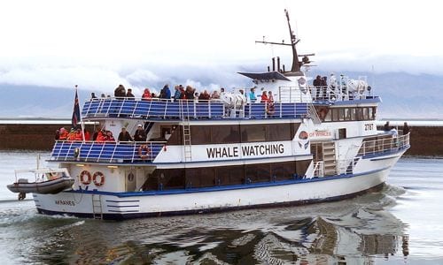 Special tours whale watching - B14